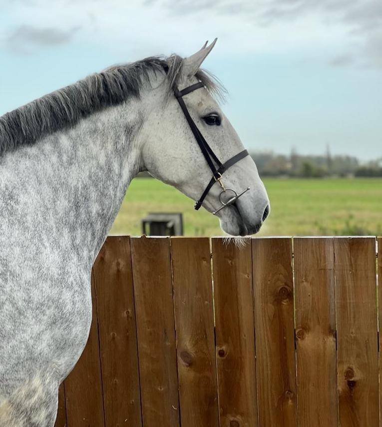 Horse for Sale | Stunning Irish Draught Mare – Peaches
