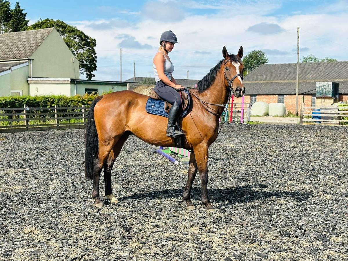 Horse for Sale | Easy Going Quality All-Rounder on a Budget – BEN