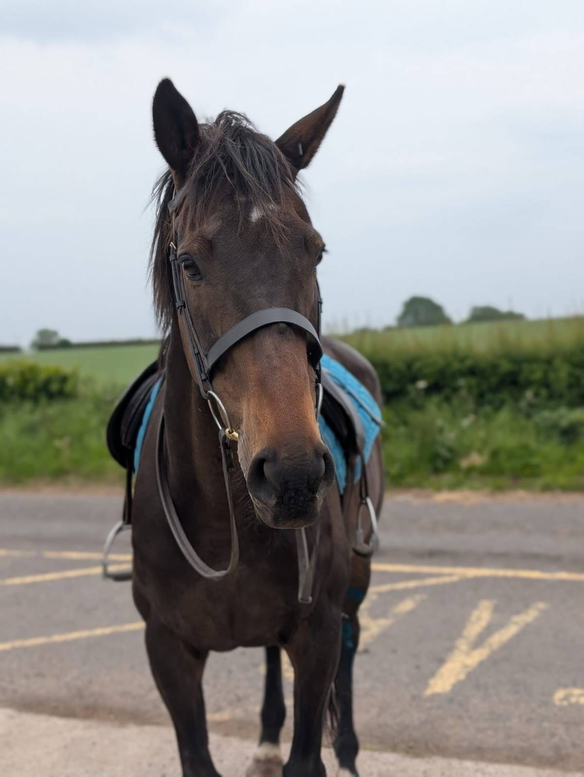Horse for Sale | Beautiful, gentle low level all-rounder / happy hacker