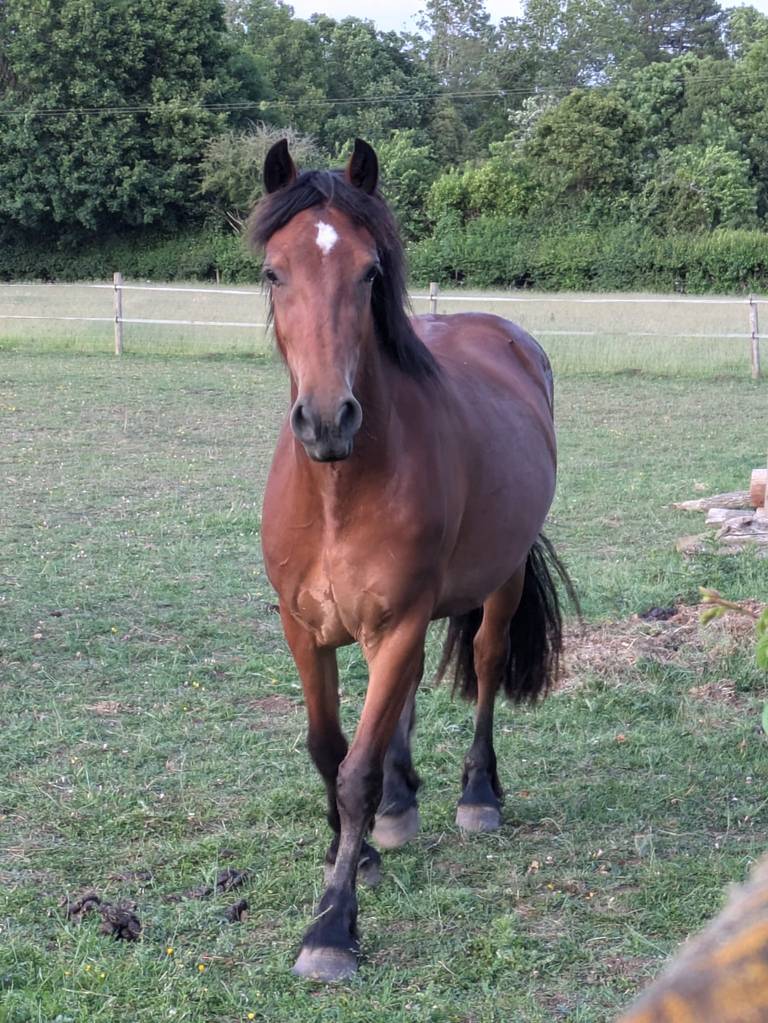 Welsh Section D Ponies for Sale | Whickr