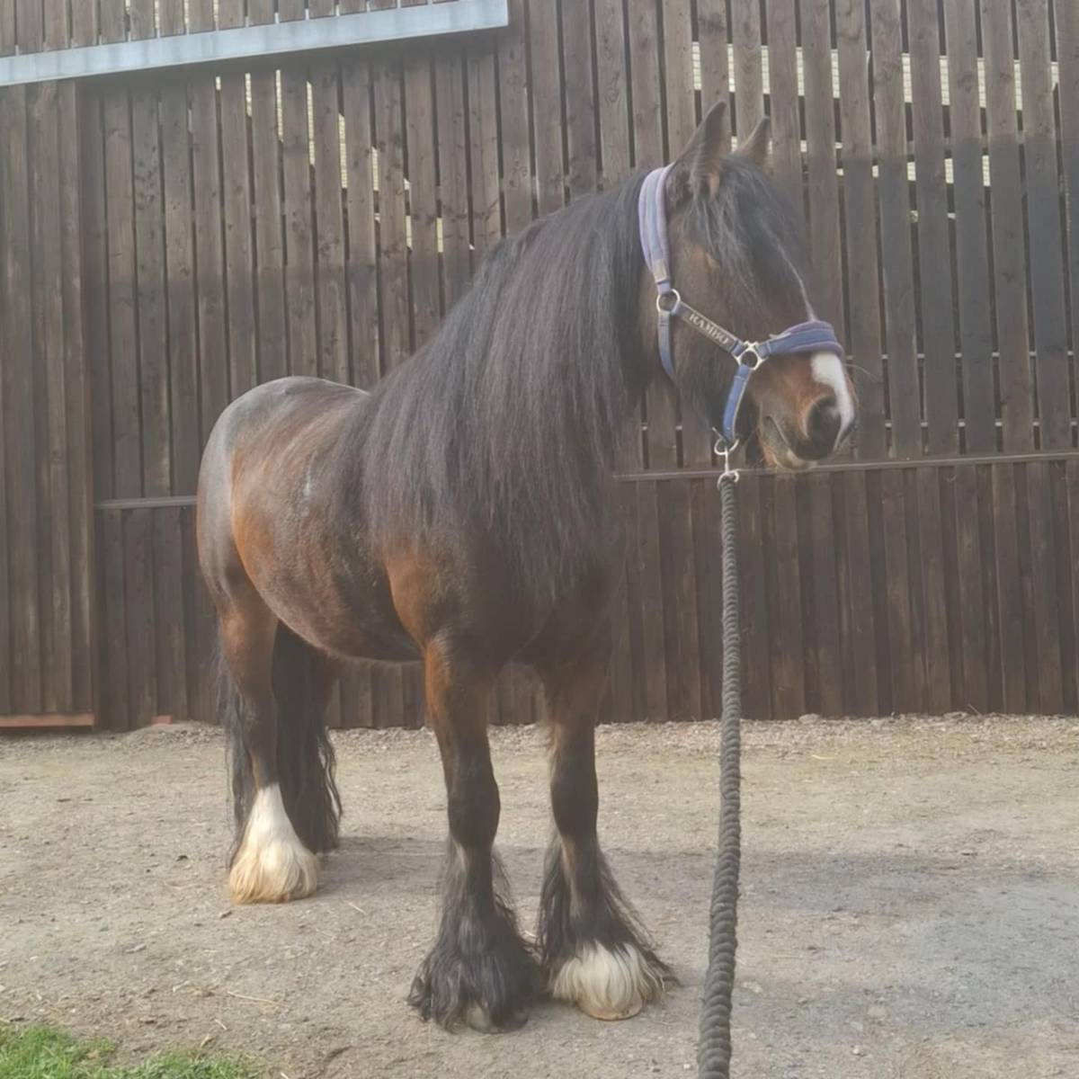 Horse for Sale | ATTRACTIVE COB WITH LOTS OF PRESENCE