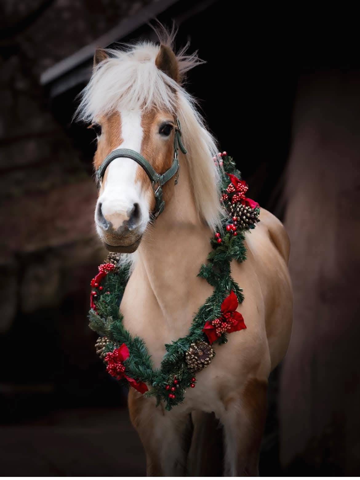 Horse for Sale | Fun safe Happy Hacker