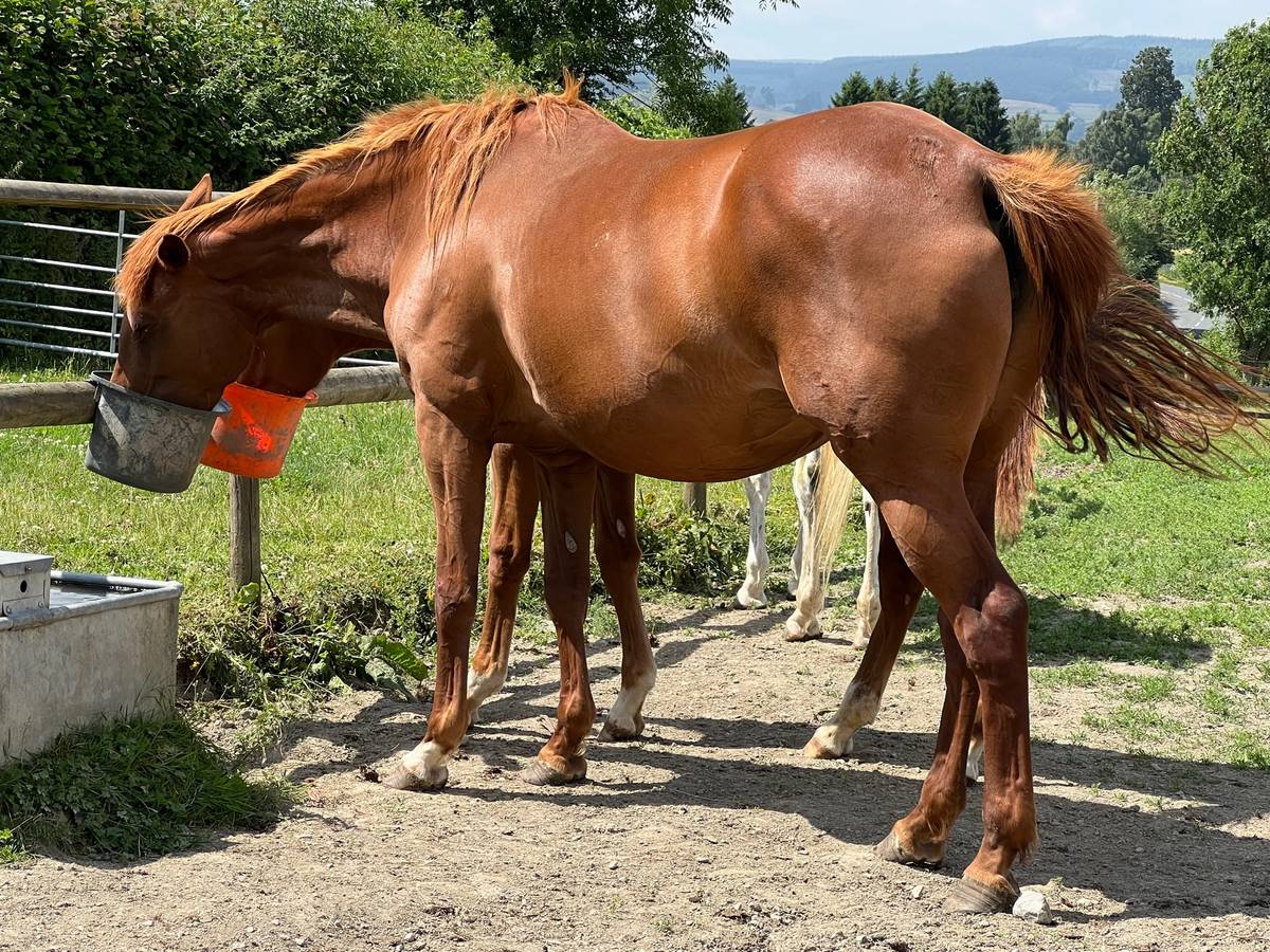 Horse for Sale | EXCEPTIONAL MARE FOR BREEDING, SUPERB BLOODLINES, BIG ...