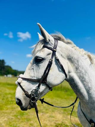 Horse for Sale | The Ultimate All-Rounder - DOODLES