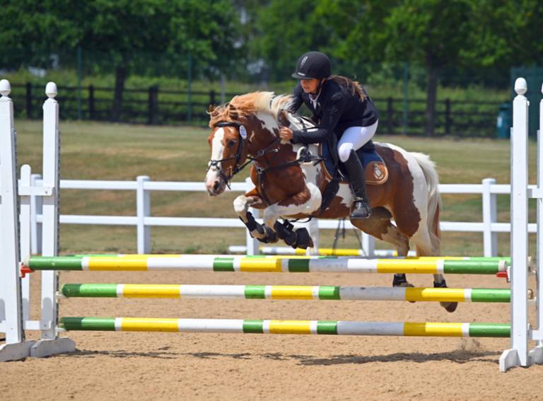 Pony for Sale | Super Fun Pony Club Pony