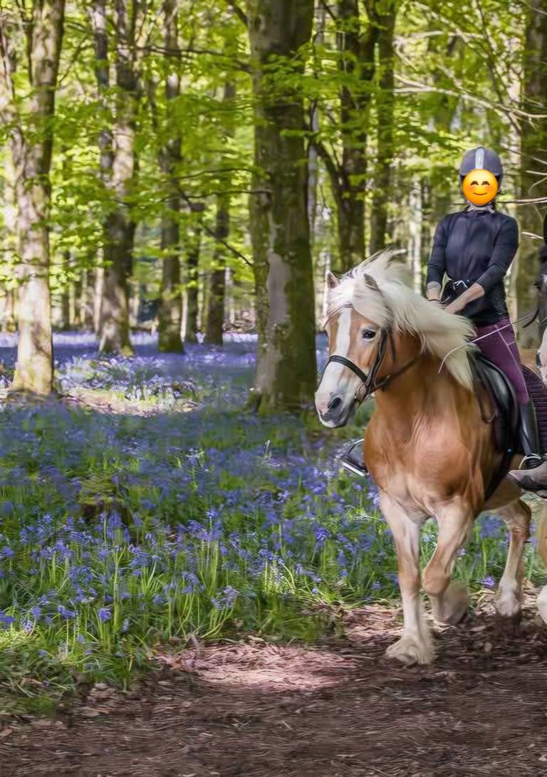 Horse for Sale | Fun safe Happy Hacker