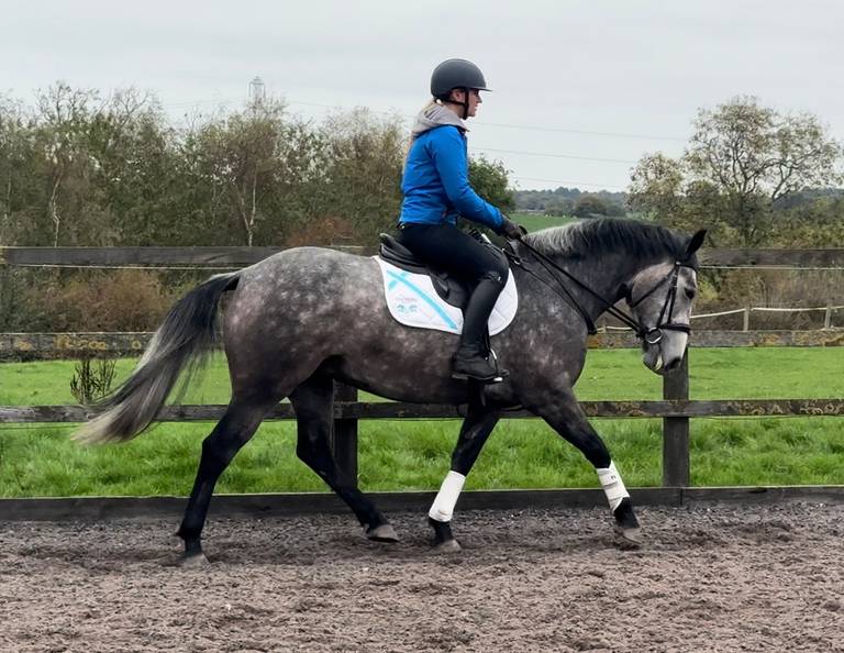 Horse for Sale | Straight forward grey mare
