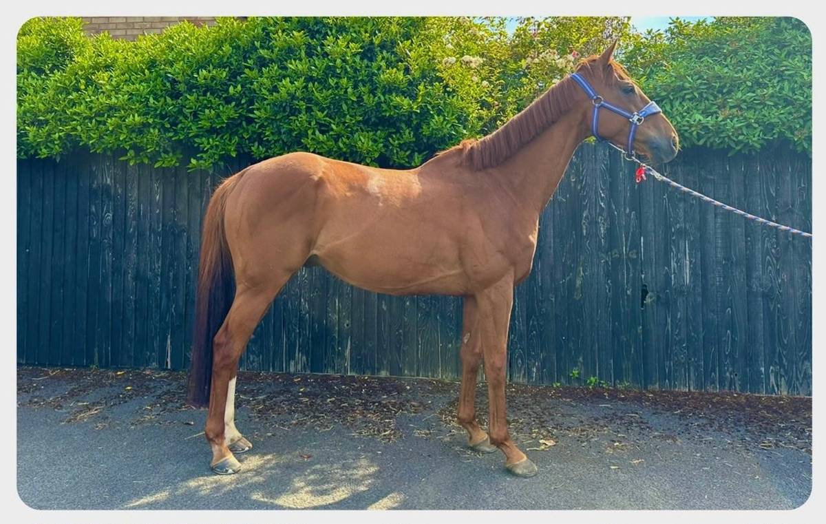 Horse for Sale | Fabulous Allrounder looking for a fun home