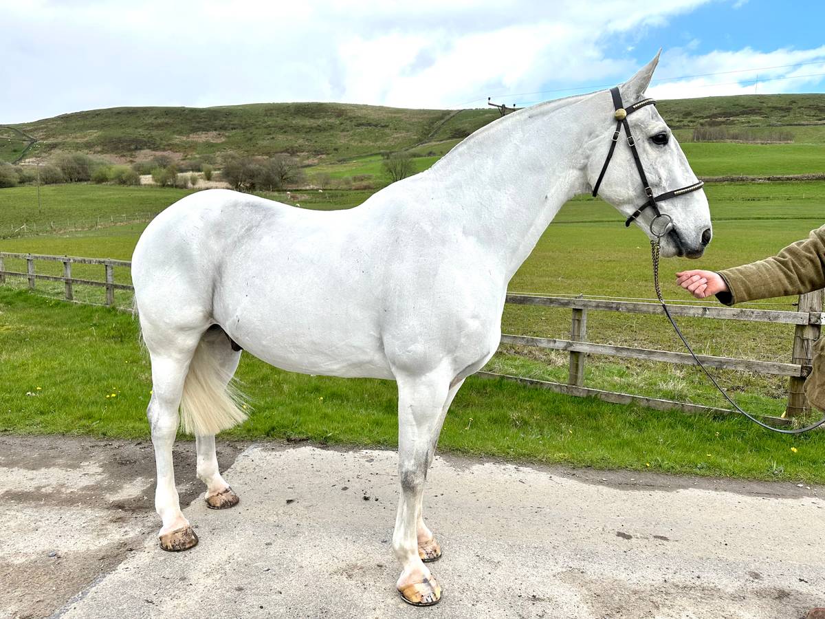 Horse for Sale | Quality hunter, RC all rounder