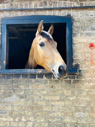 Horse for Sale | Stunning All-Rounder – PHOENIX