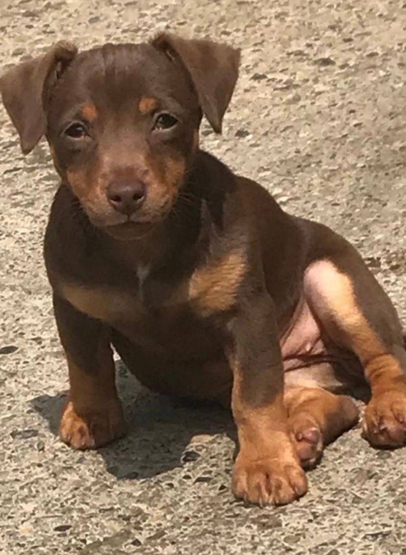 Dog for Sale | Miniature Jack Russell Puppies