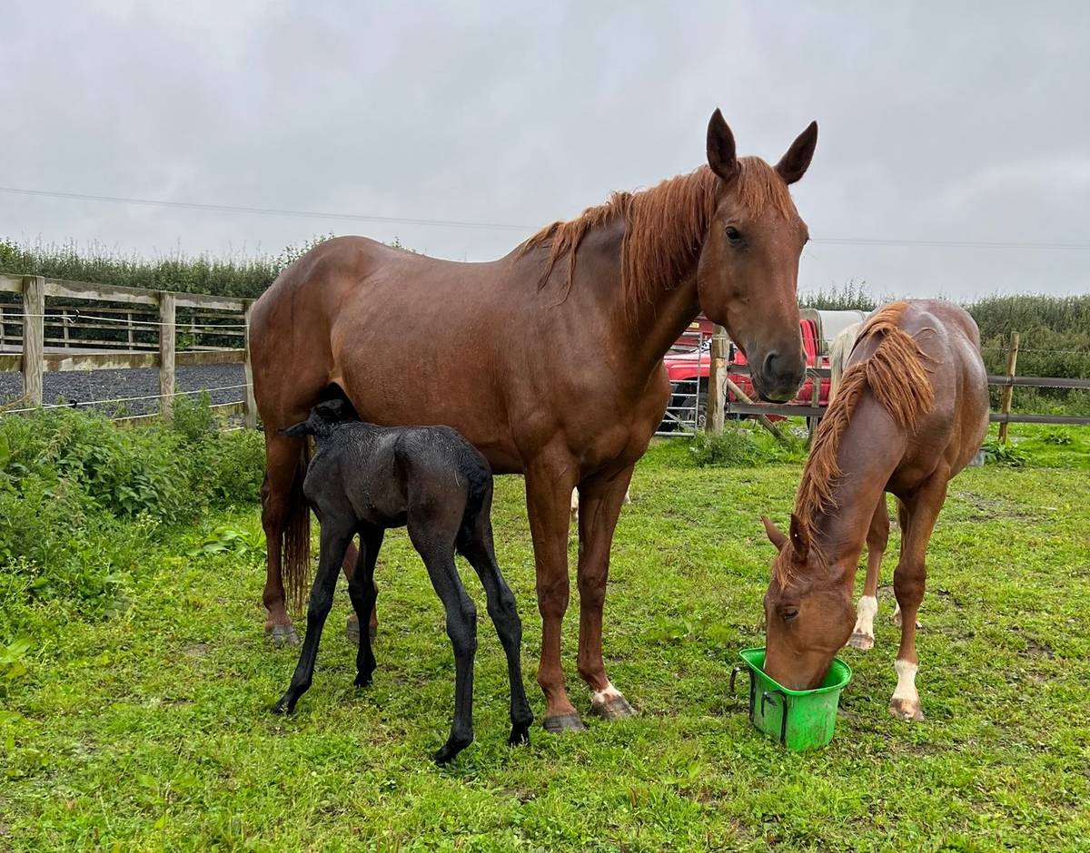 Horse for Sale | EXCEPTIONAL MARE FOR BREEDING, SUPERB BLOODLINES, BIG ...