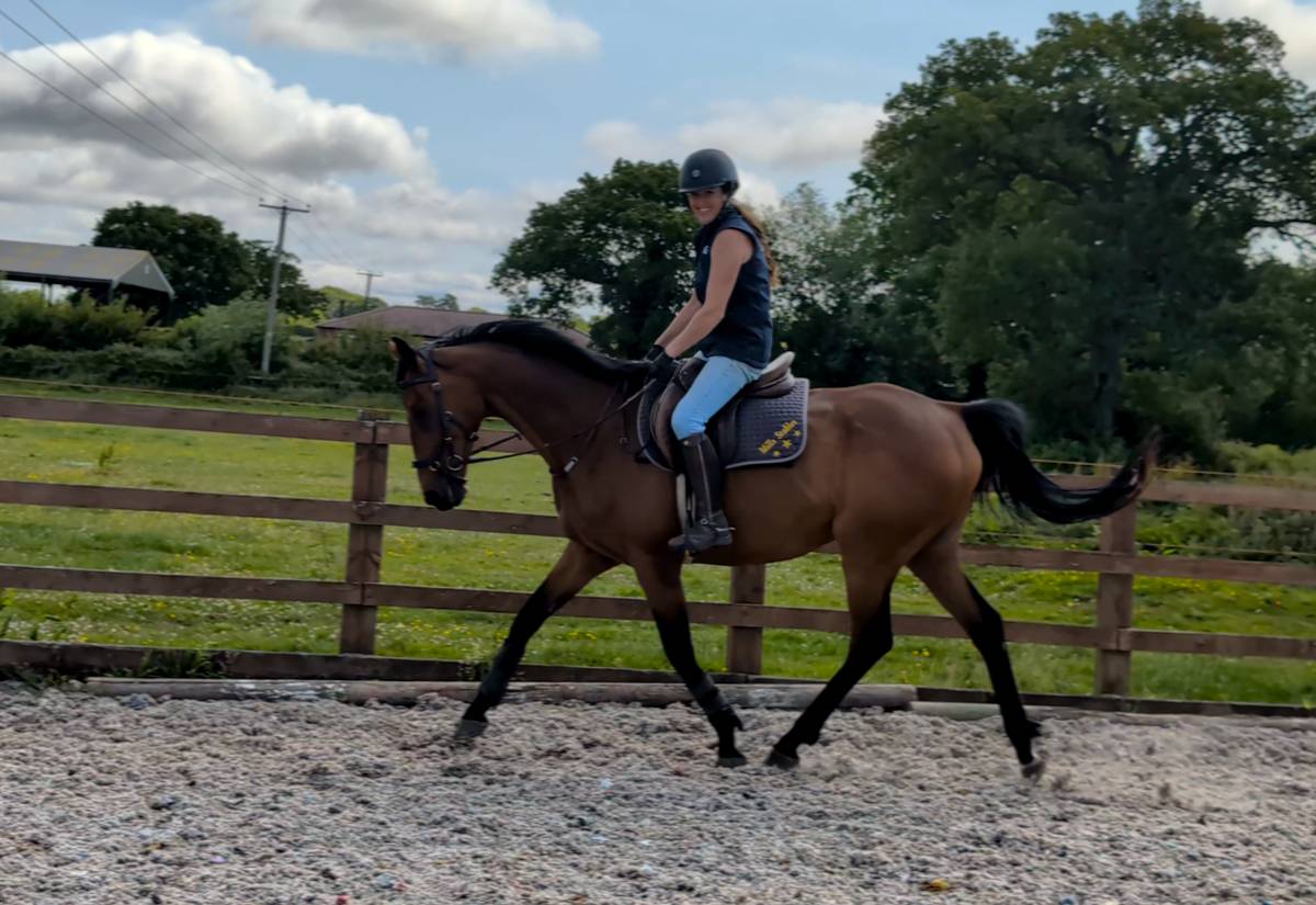 Horse for Sale | Happy Hacker / Loves Jumping