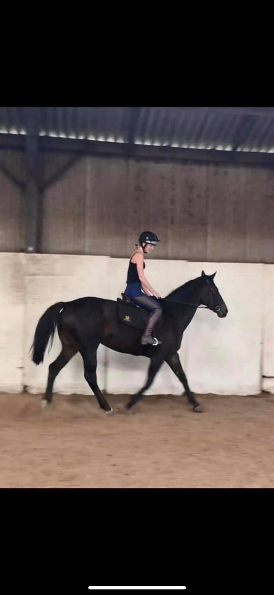 Horse for Sale | Beautiful, gentle low level all-rounder / happy hacker