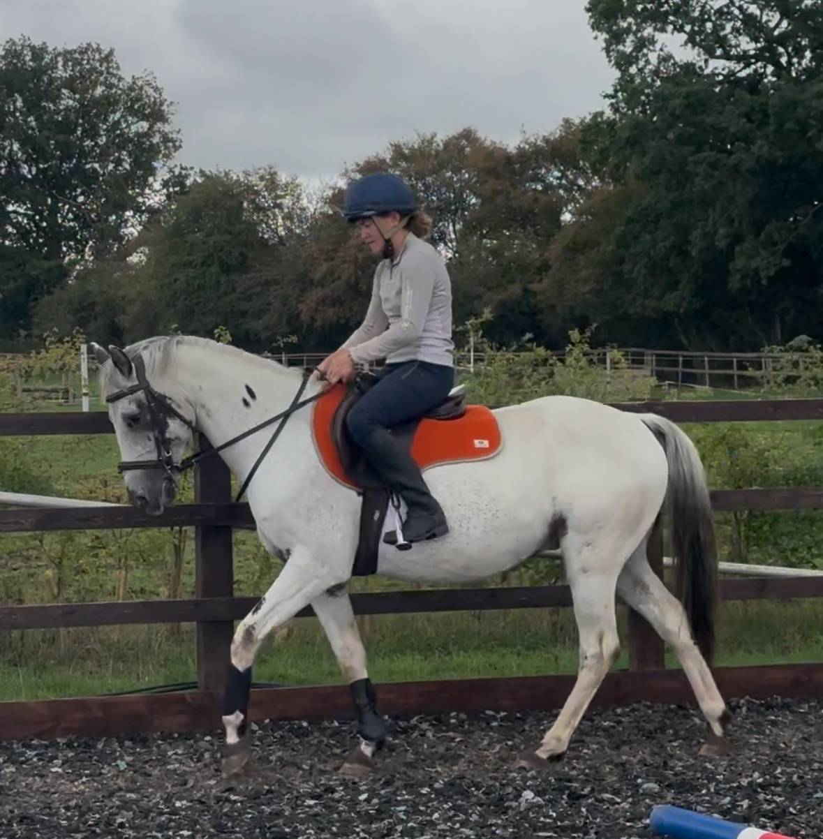 Horse for Sale | 14.2 Happy Hacker Steady Eddie