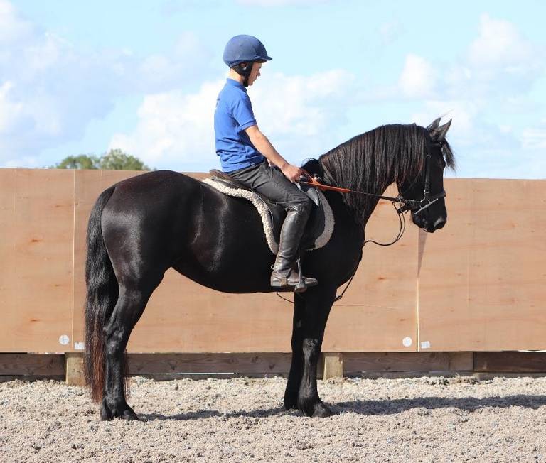 Horse for Sale | Fabulous Friesian cross section D