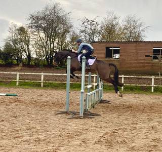 Horse for Sale | Incredible jumping machine!