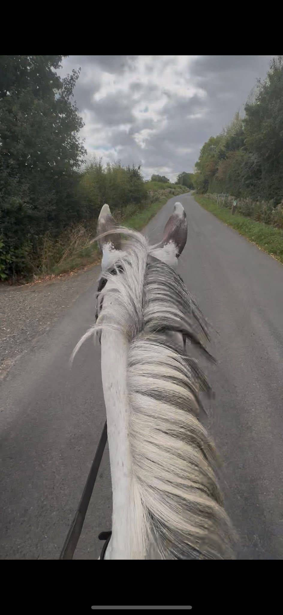 Horse for Sale | 14.2 Happy Hacker Steady Eddie