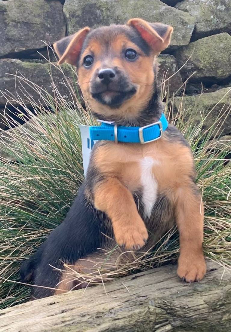 Dog for Sale | Miniature Jack Russell Puppies