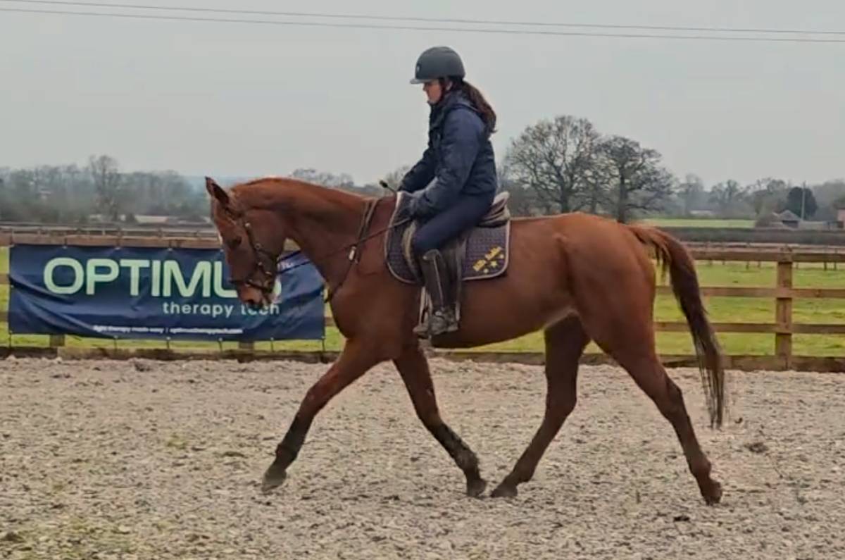 Horse for Sale | Eventer / Allrounder / RoR