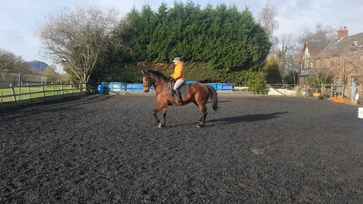 Horse for Sale | Top Quality Dressage/Eventer
