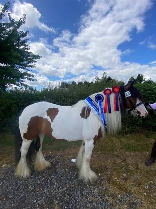Pony for Sale | Flashy Traditional Cob